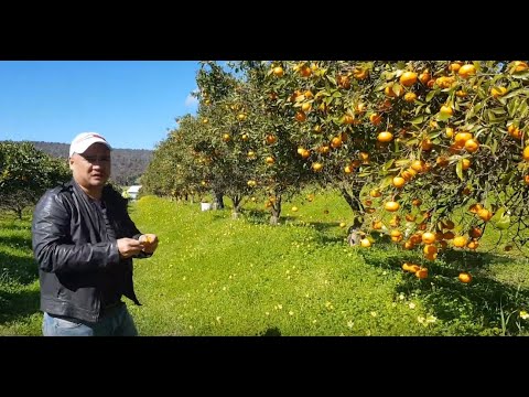 Perth Fruit Picking - YouTube