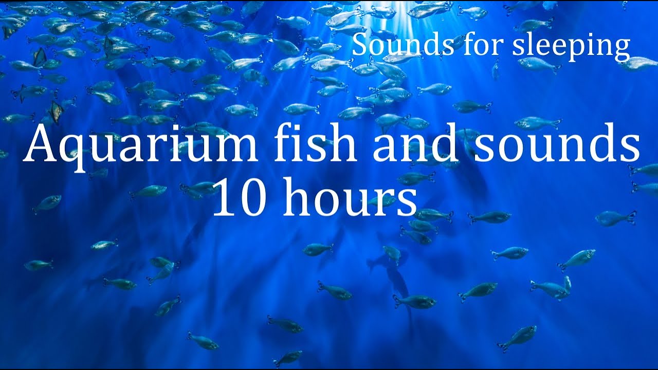 Mesmerising and relaxing, aquarium fish circling, 10 hrs pink noise for ...