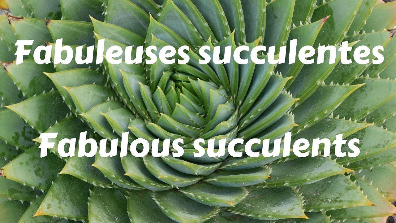 fabuleuses succulentes/mon jardin de succulentes/cactus/fabulous ...