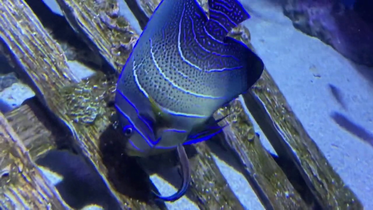 Orlando O-Town Florida blue fish - YouTube