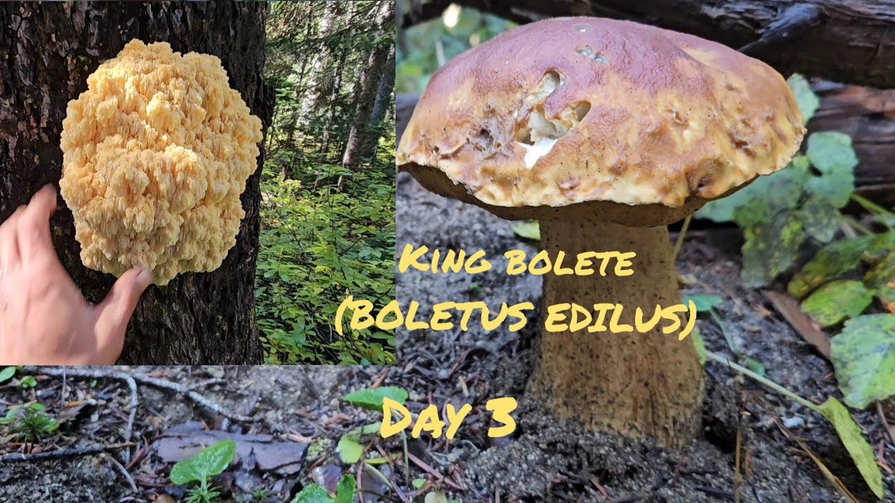 Mushroom Foraging| Fall KING Bolete (Boletus Edulis) Scouting out a new ...