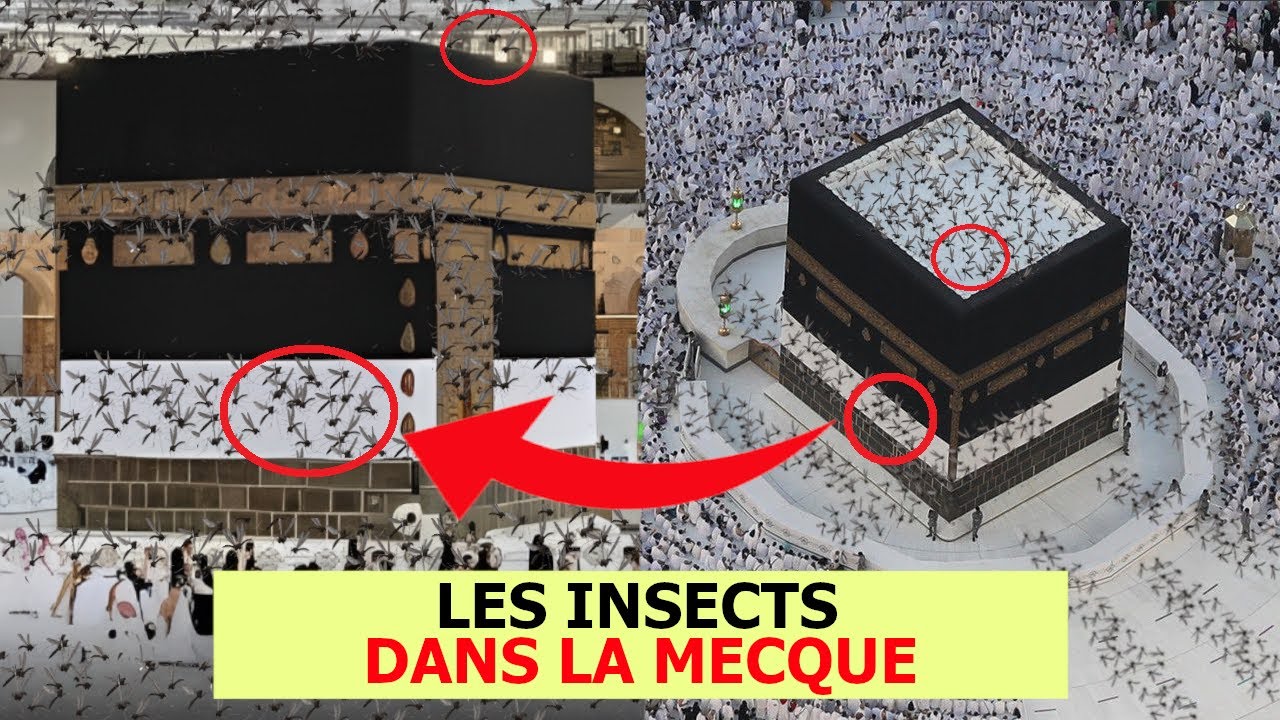 L'INVASION DES INSECTS DANS LA MECQUE - QU'EST-CE QUI SE PASSE ? - YouTube