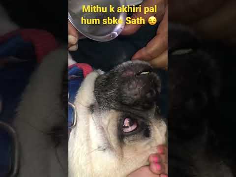 RIP Our dog’s final moments😔Myson k akhiri pal💔|emotional video| #shorts#dog#death#youtube