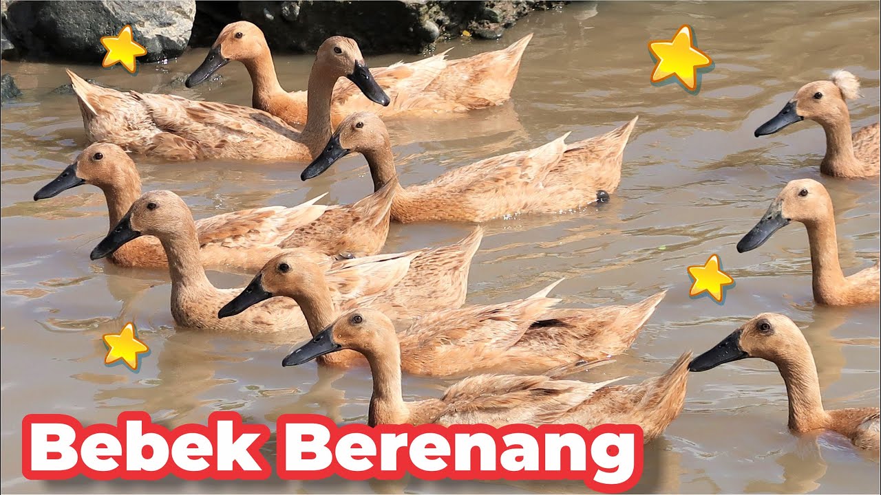 Bebek Berenang Tidak Mama, Potong Bebek Angsa Durasi Panjang, Duck ...