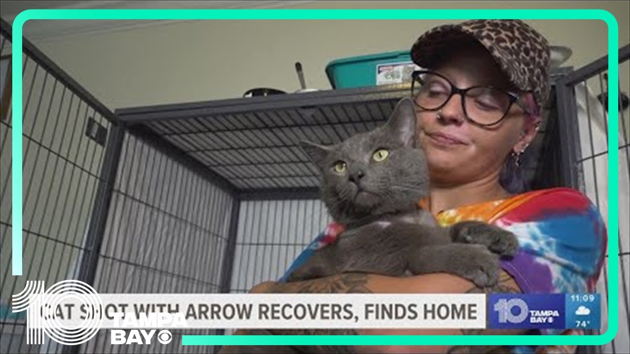 Cat shot with arrow near St. Pete makes strong recovery, finds new home ...