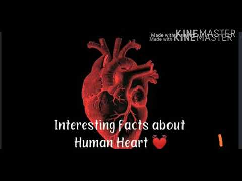 Interesting facts about human heart - YouTube