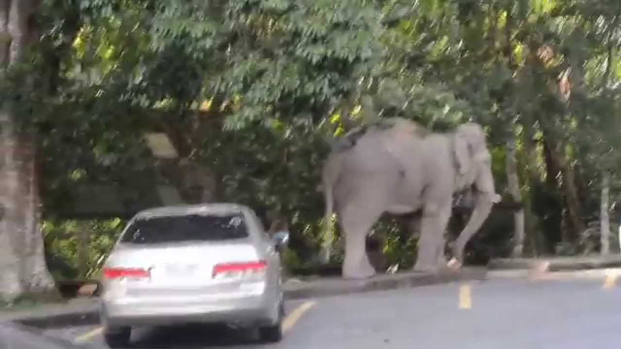 Wild elephant in the parking lot in Khao Yai - YouTube