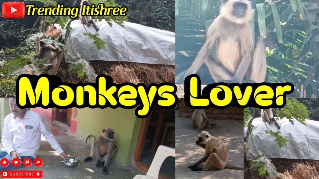 Monkey vdo ll animallovers ll monkey ll my village monkey - YouTube
