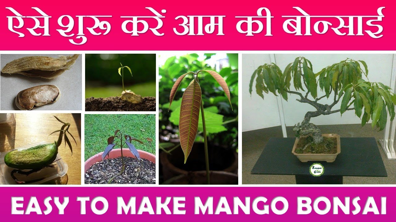 ऐसे शुरू करें आम की बोन्साई || Start Mango Bonsai From Seed - YouTube