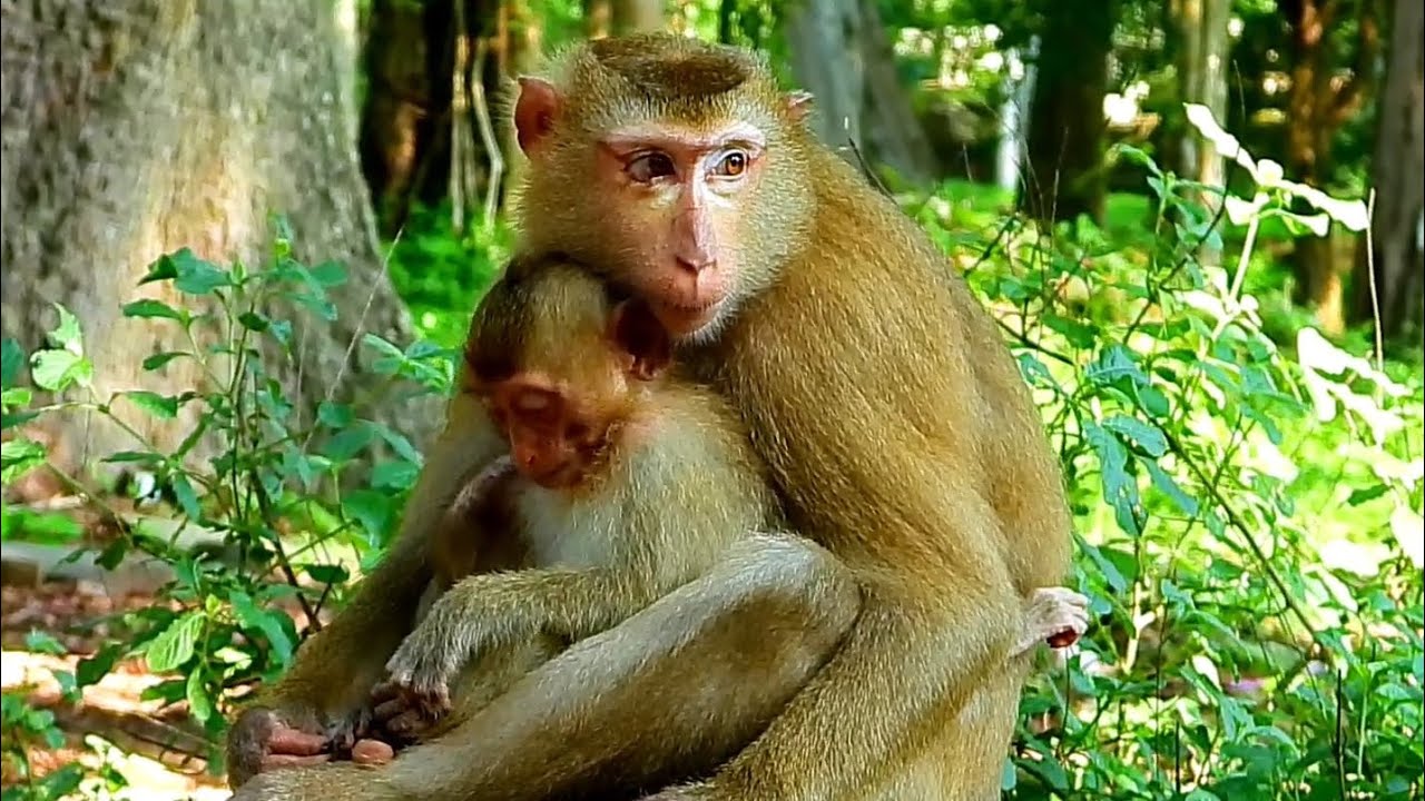 Big baby monkey Rainbow is not the Luna's child but why she loves her ...