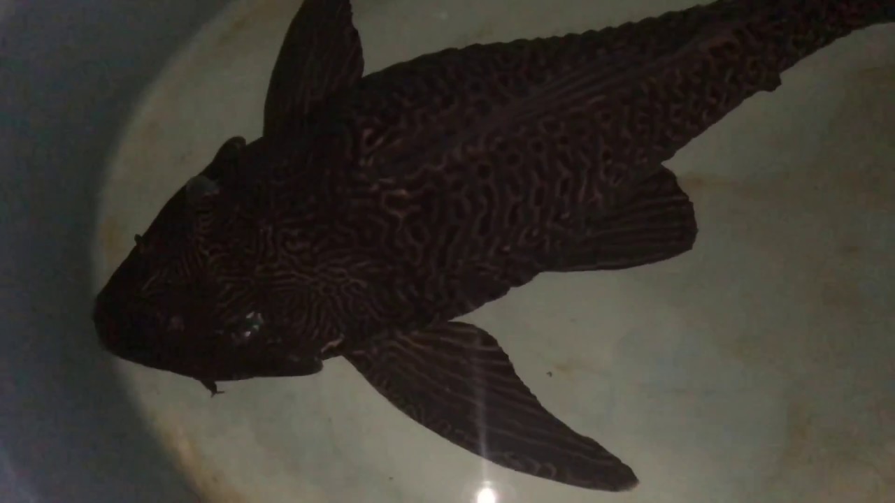 Check out this monster pleco I pulled out of my pond - YouTube
