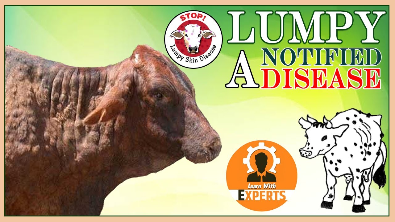 LUMPY SKIN DISEASE || FULL INFORMATION || MASSIVE OUTBREAK IN INDIA ...
