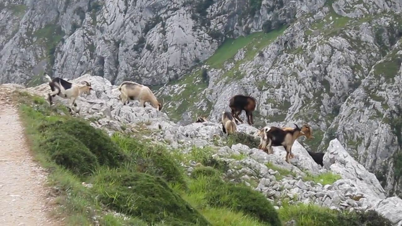 Cabras salvajes en los Picos de Europa, escalando por la montaña, Ruta ...