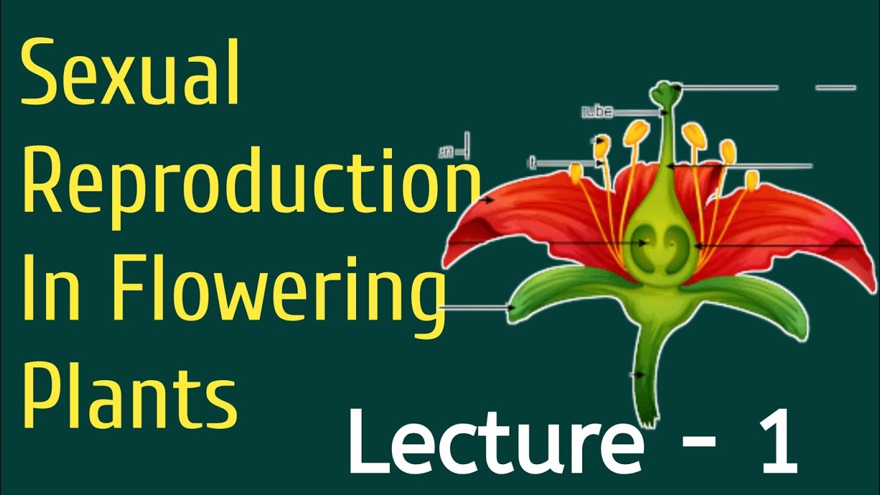 Sexual reproduction in flowering plants | # aristo+| - YouTube