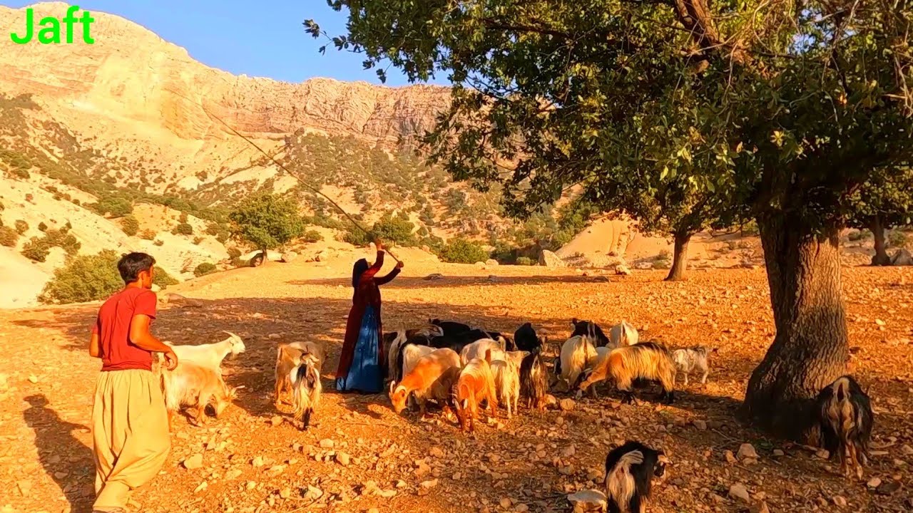 Nomadic life, building a shelter to stay in the mountains#village# ...