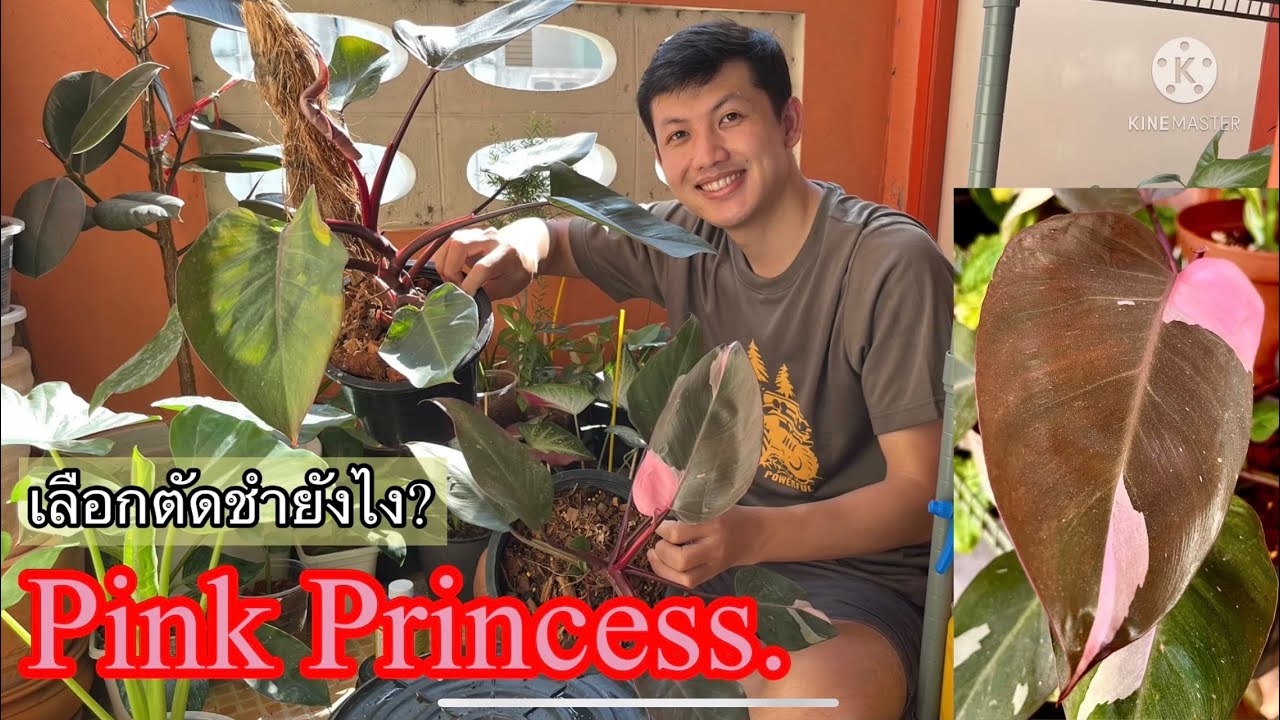 ตัดยกยอด Pink Princess - YouTube