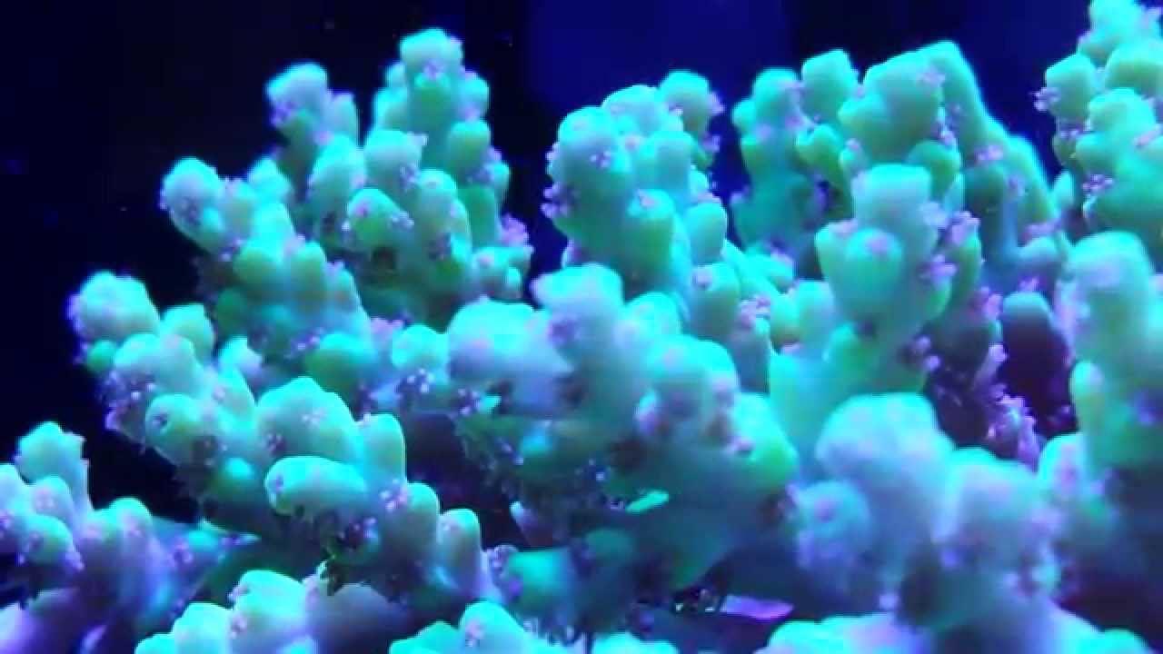 pikachu acropora - YouTube