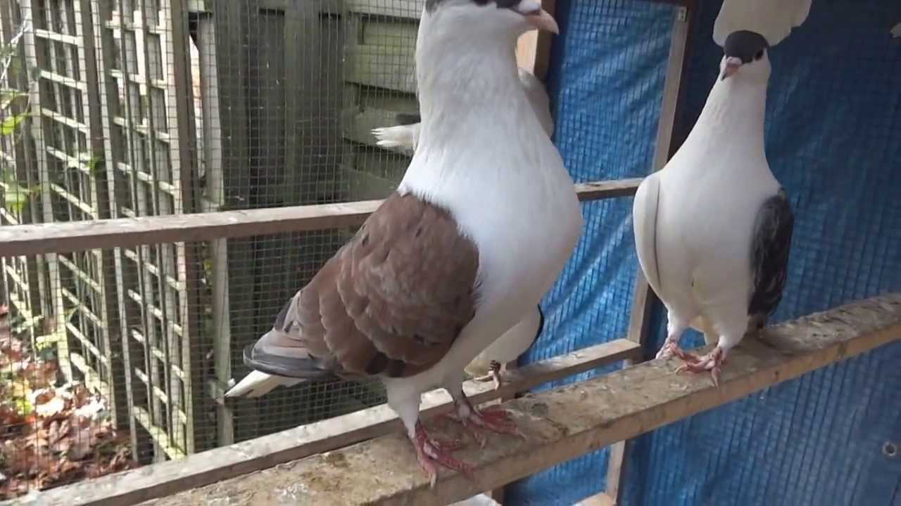 Kaftar Afghani,Afghanische Tauben, Afghaanse Duiven,Afghan Pigeons ...