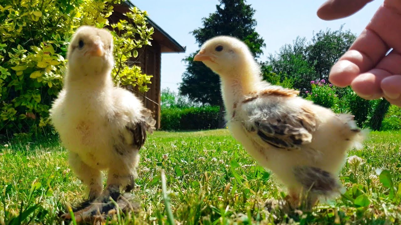 16 Days old | Gold Brahma Baby CHICKS | Brahma Chicken - Video 4K - YouTube