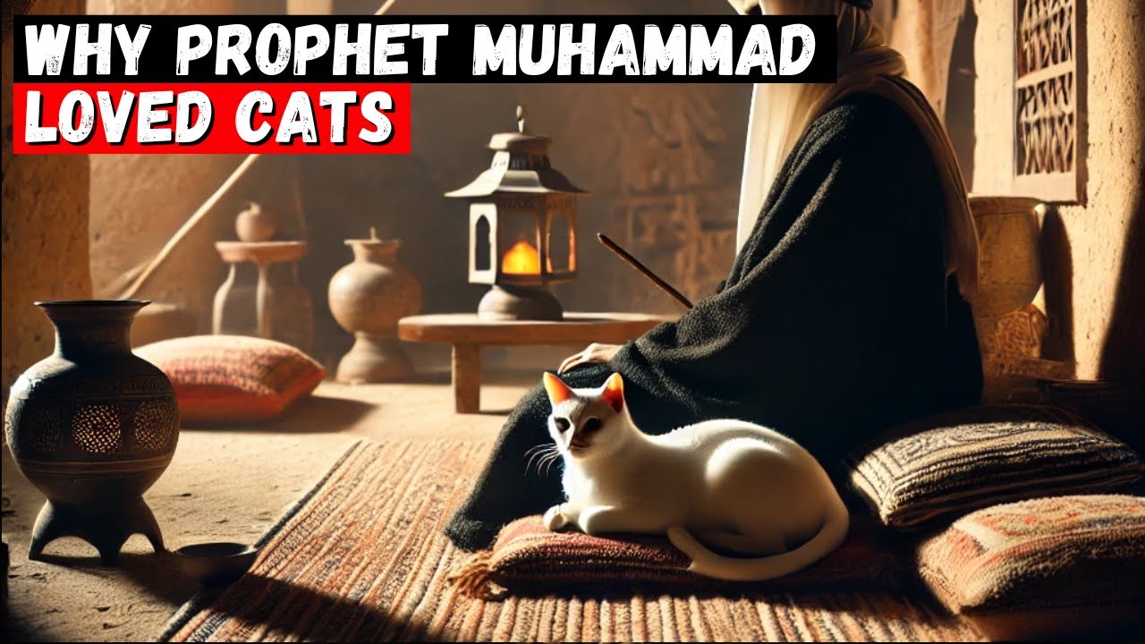 Why Prophet Muhammad Loved Cats - YouTube