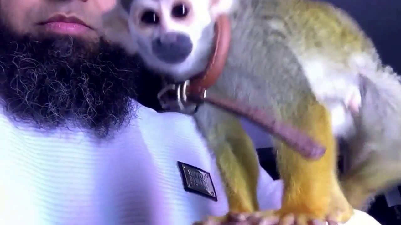 squirrel monkey .chico the monkey - YouTube