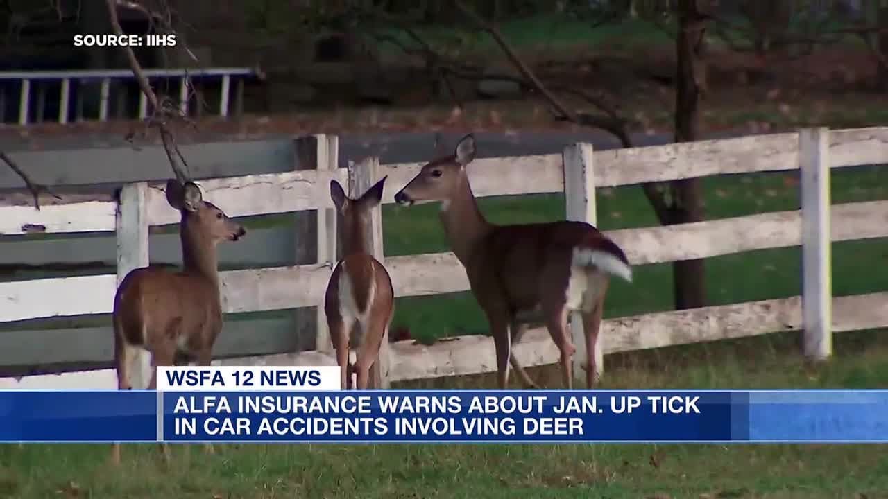 Alfa Insurance, ALEA advise on road safety during deer season - YouTube