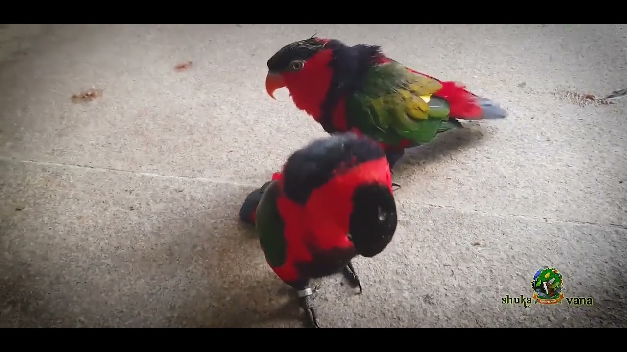 Playtime for parrots of Shuka Vana.Cardinal lory • Black-capped lory# ...