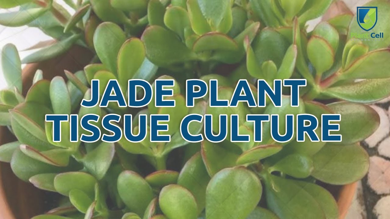 How to Tissue Culture a Jade Plant! - YouTube
