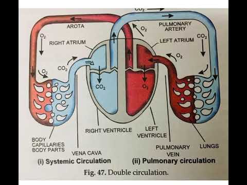 #Double_Circulation#Human_heart# - YouTube