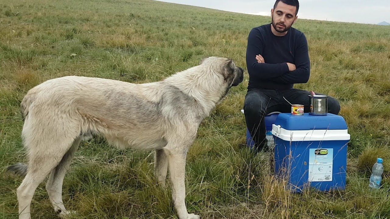 kangal dog interrupts my monolog at high pastures of Sharri Mountains ...