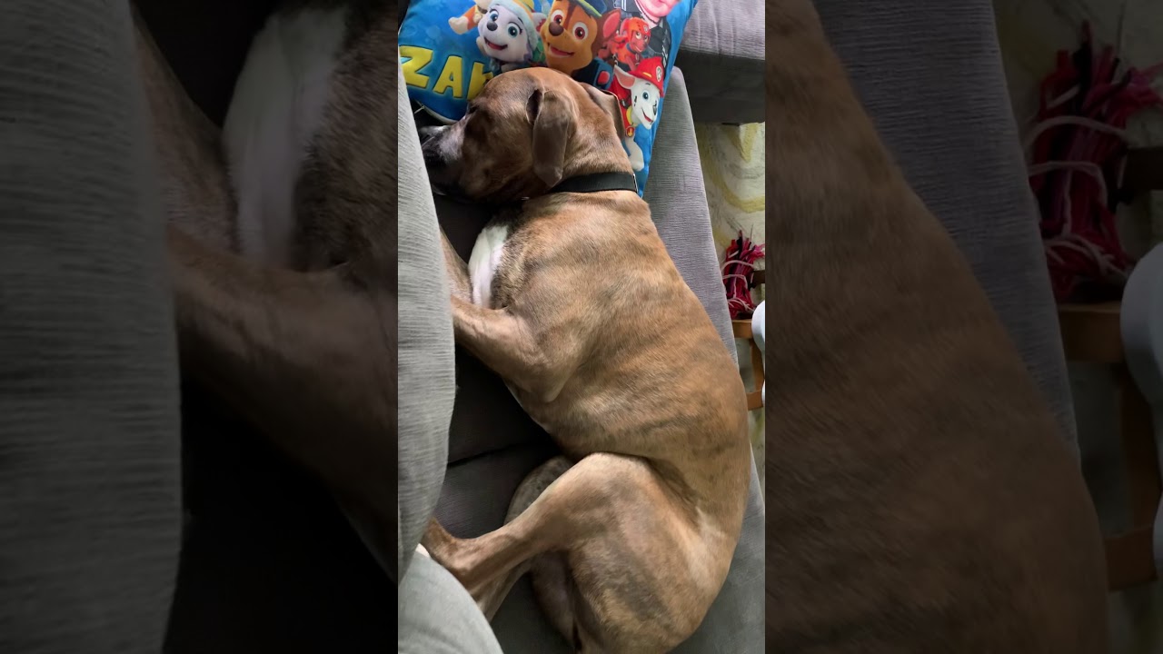 The boxer dog so lazy - YouTube