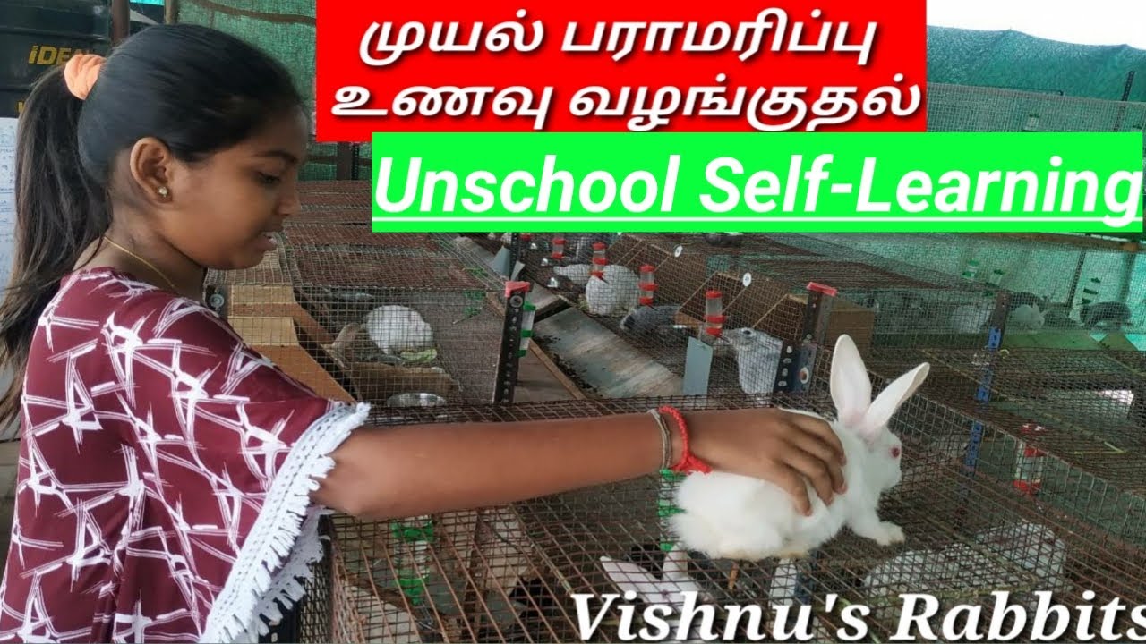 Rabbit growth in Tamil,🐰முயல் வளர்ப்பு பராமரிப்பு,Farm maintenance ...