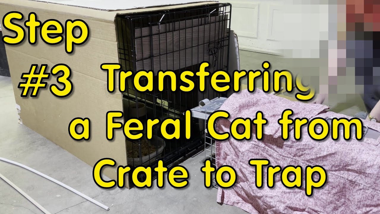 Transfer a Feral Cat from Crate to Trap - YouTube