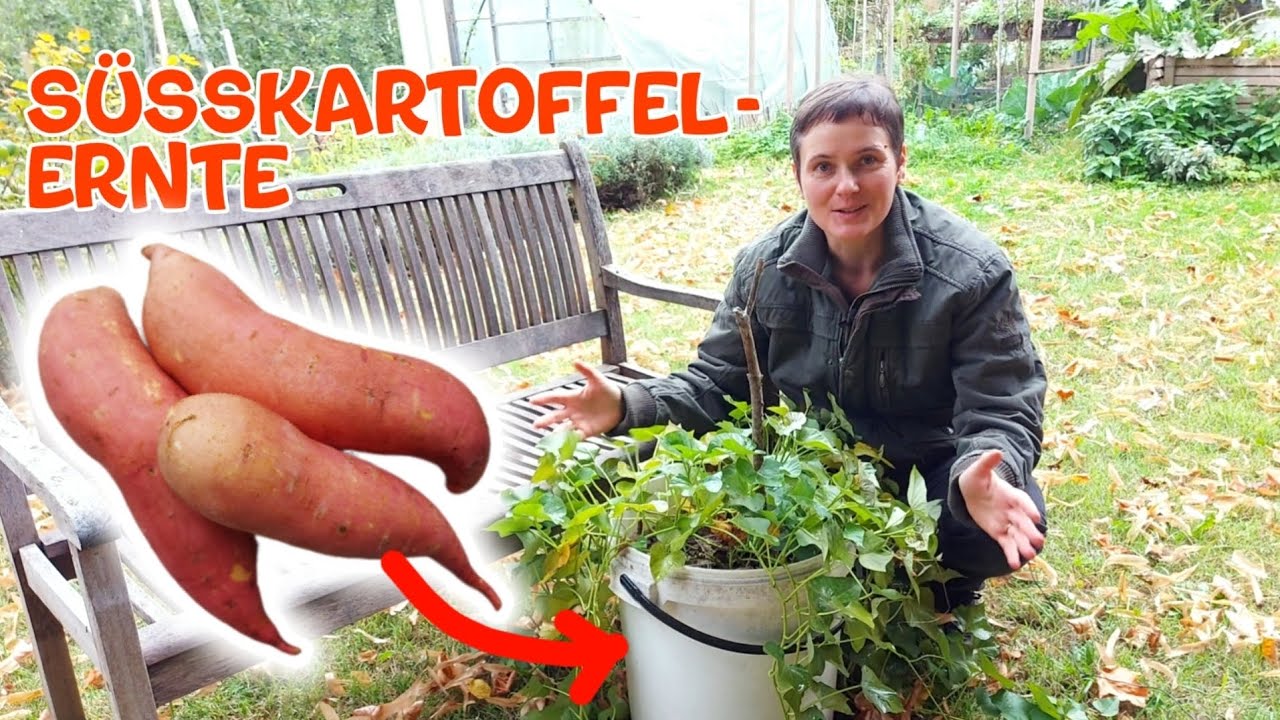 Süßkartoffeln: Lohnt sich der Anbau im Eimer? - YouTube
