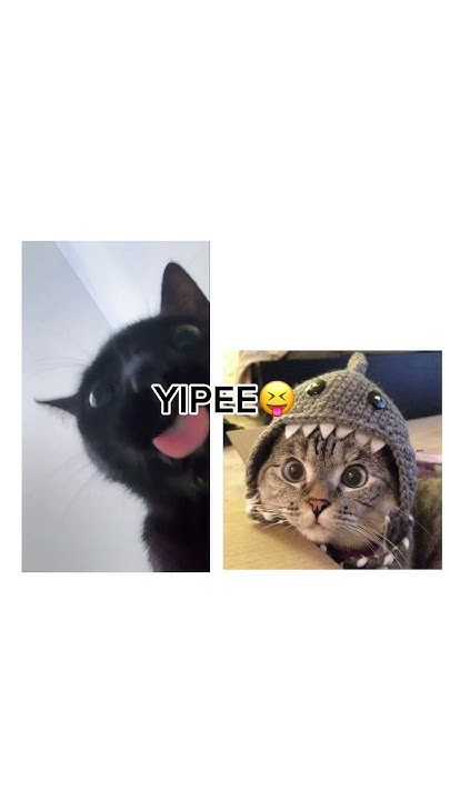 Yipee New Hat π Cute Cat Hat Meme Yipee Cats Edit Shorts Viral