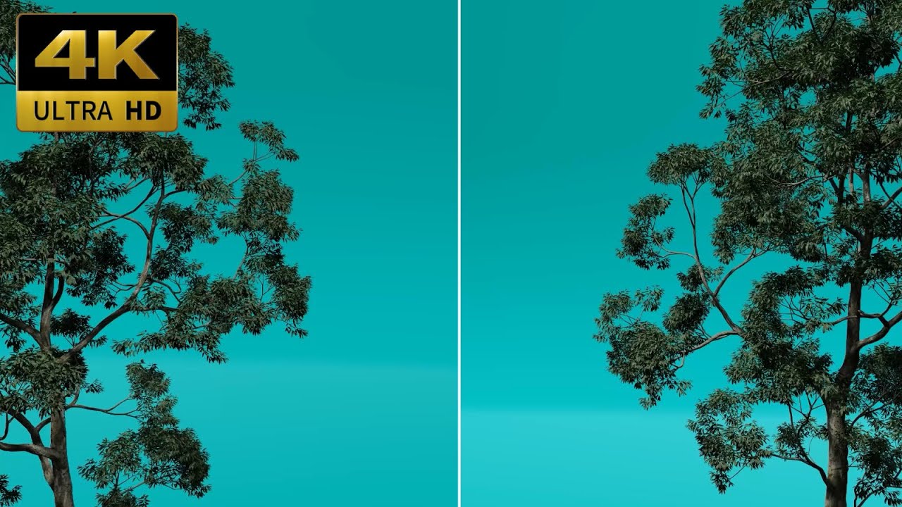 002 - Green Screen | Chroma Key | Corner Tree 4K - YouTube