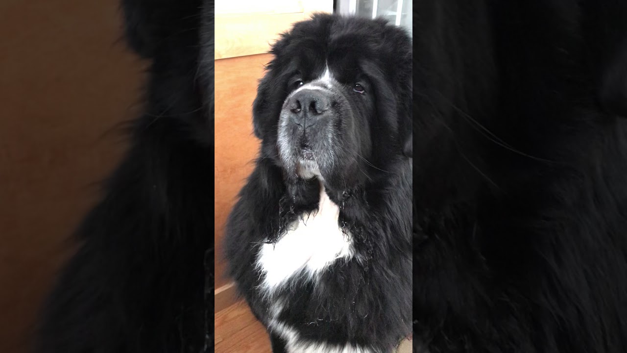Do Newfoundlands drool?😉😂 - YouTube
