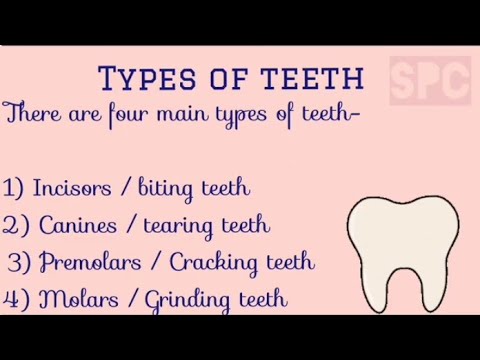 Structure and Type of Teeth/ Tongue / Class 4 - YouTube