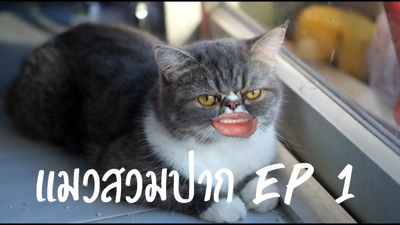 มุขตลกถามตอบภาษาอังกฤษ #แมวสวมปาก EP.1 | CATAMON - YouTube