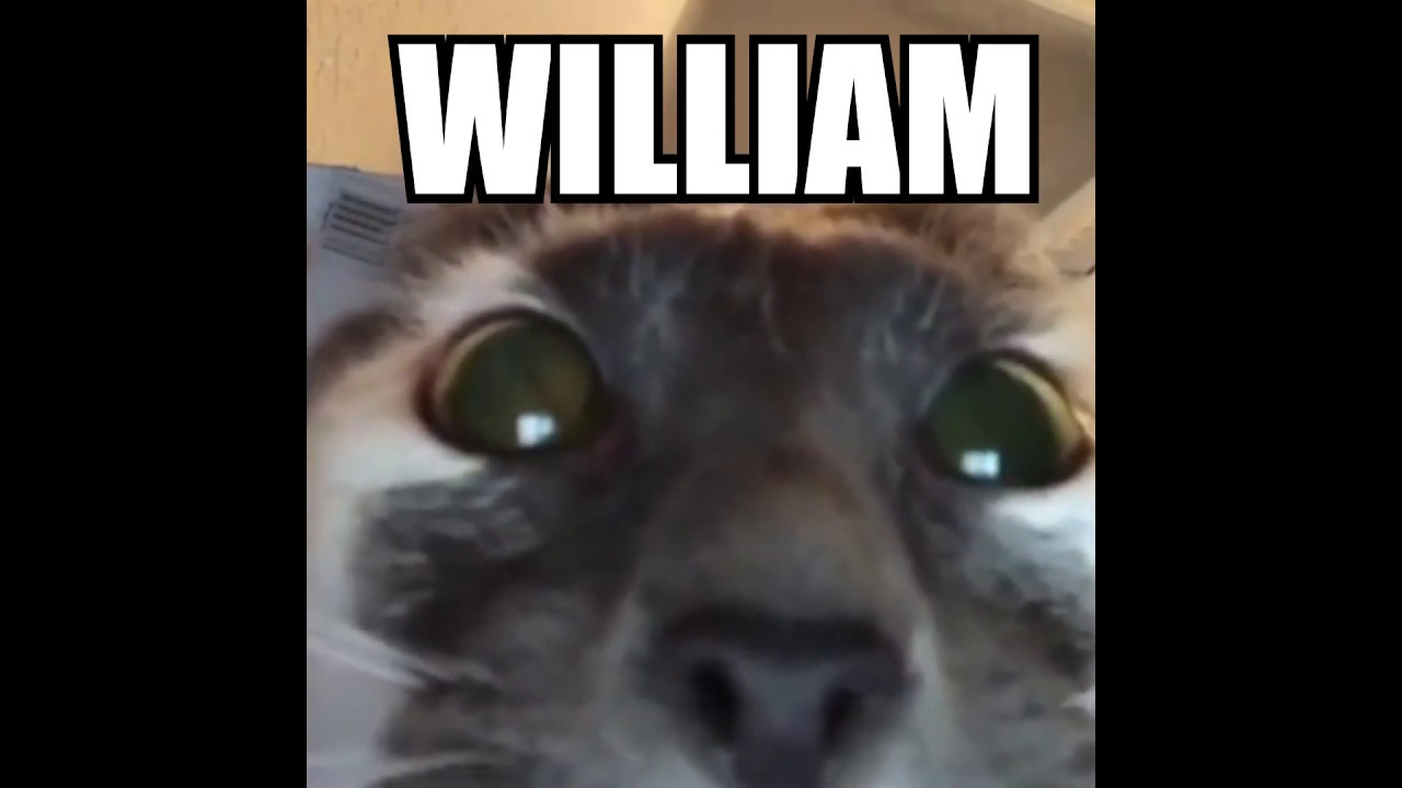 William the cat - YouTube