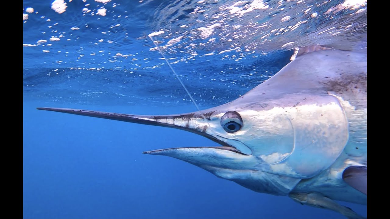 This Blue Marlin fishing Exmouth, WA with Angler Jens Laub. - YouTube