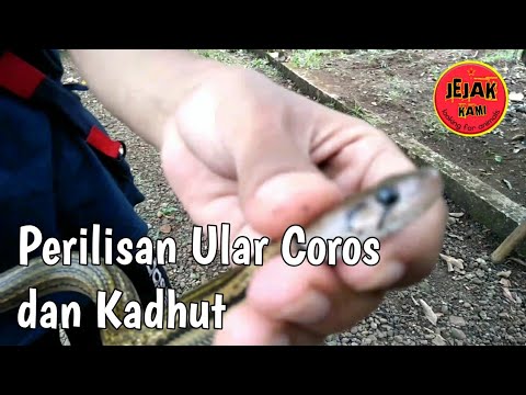 Pelepasan ular coros dan kadhut | Rilis - YouTube