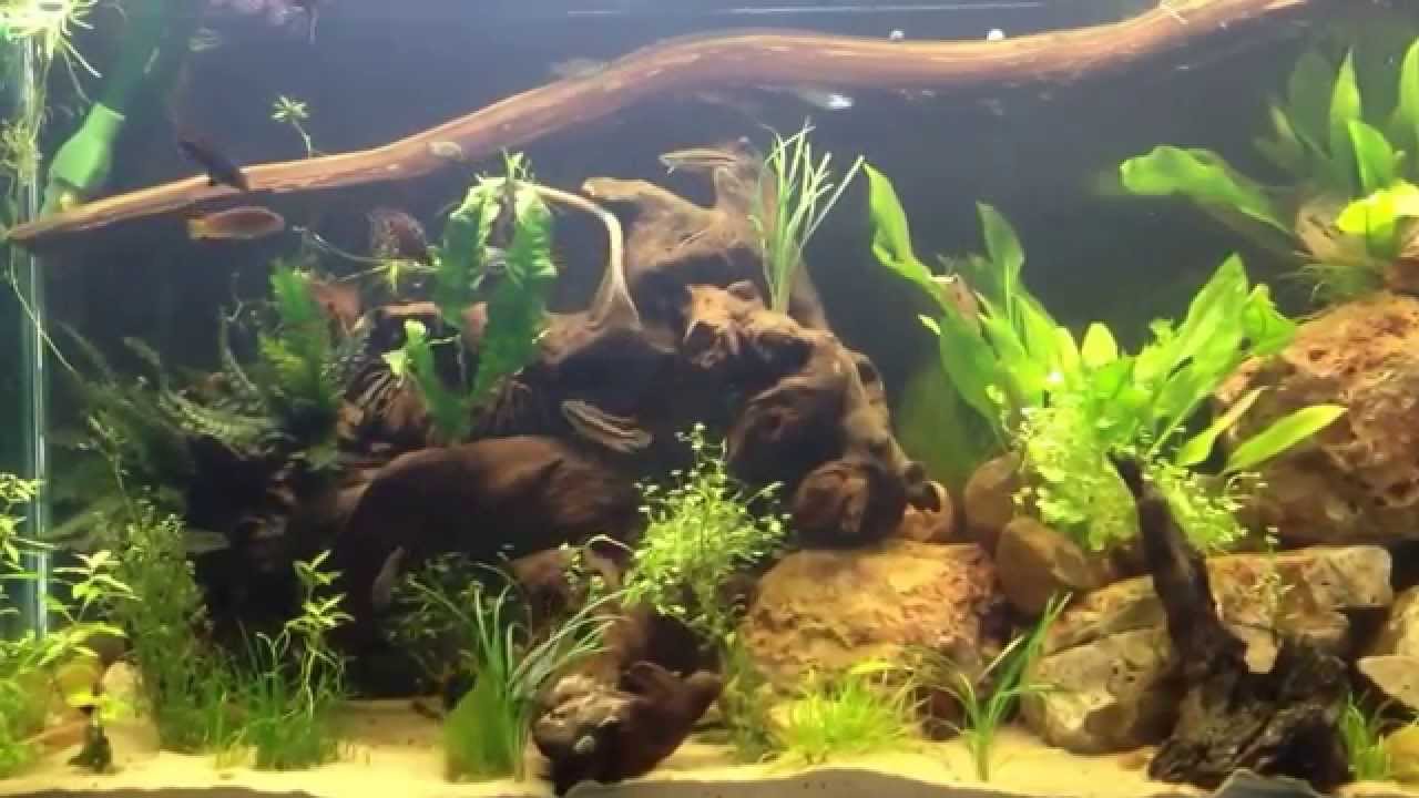 FTS African Biotope Aquarium - YouTube