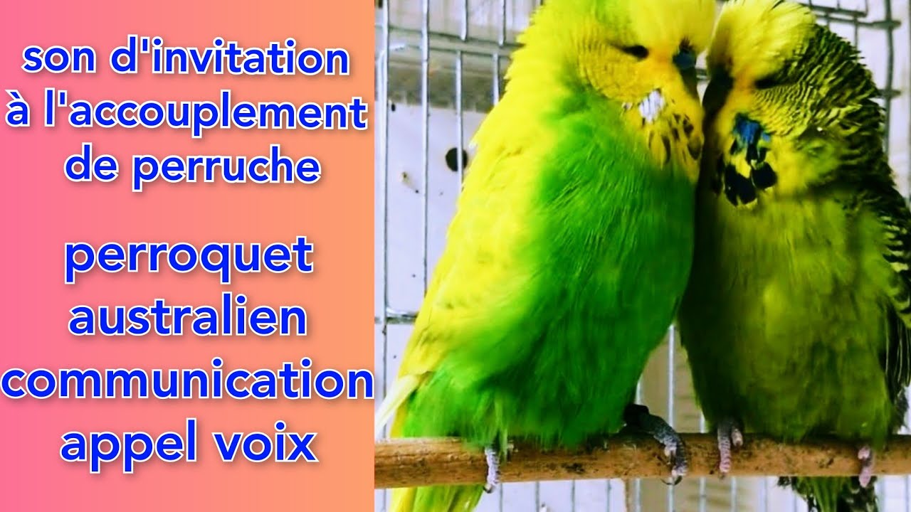 chant perruches ondulées/son de perruche/perruche ondulée/chant ...