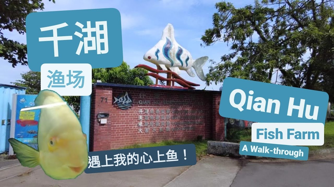 Meeting The Fish Of My Dreams At Qian Hu Fish Farm: A Walk-through ...