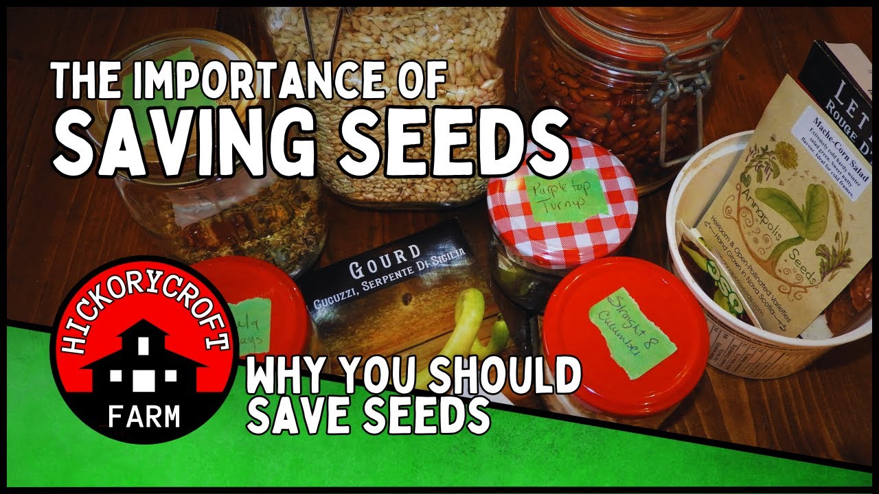 The Importance Of SAVING SEEDS: Why you should Save Seeds A Beginner's ...