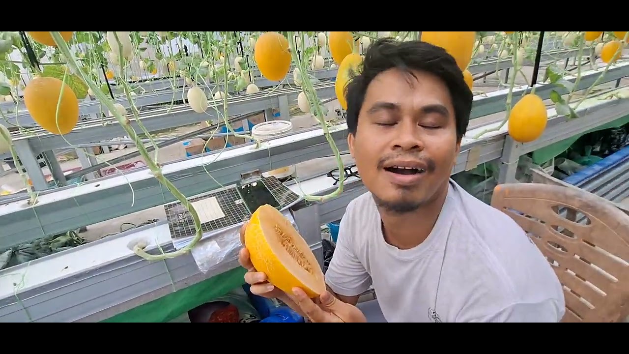 Review Rasa Melon Hidroponik Bambu Farm Pontianak - YouTube