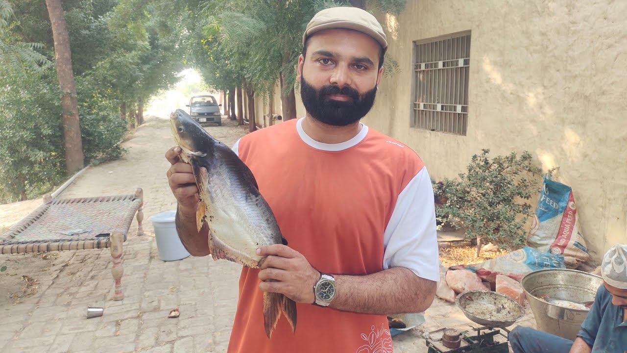 Pangasius Fish Farming | Finger Fish | Bangush fish | in Pakistan - YouTube