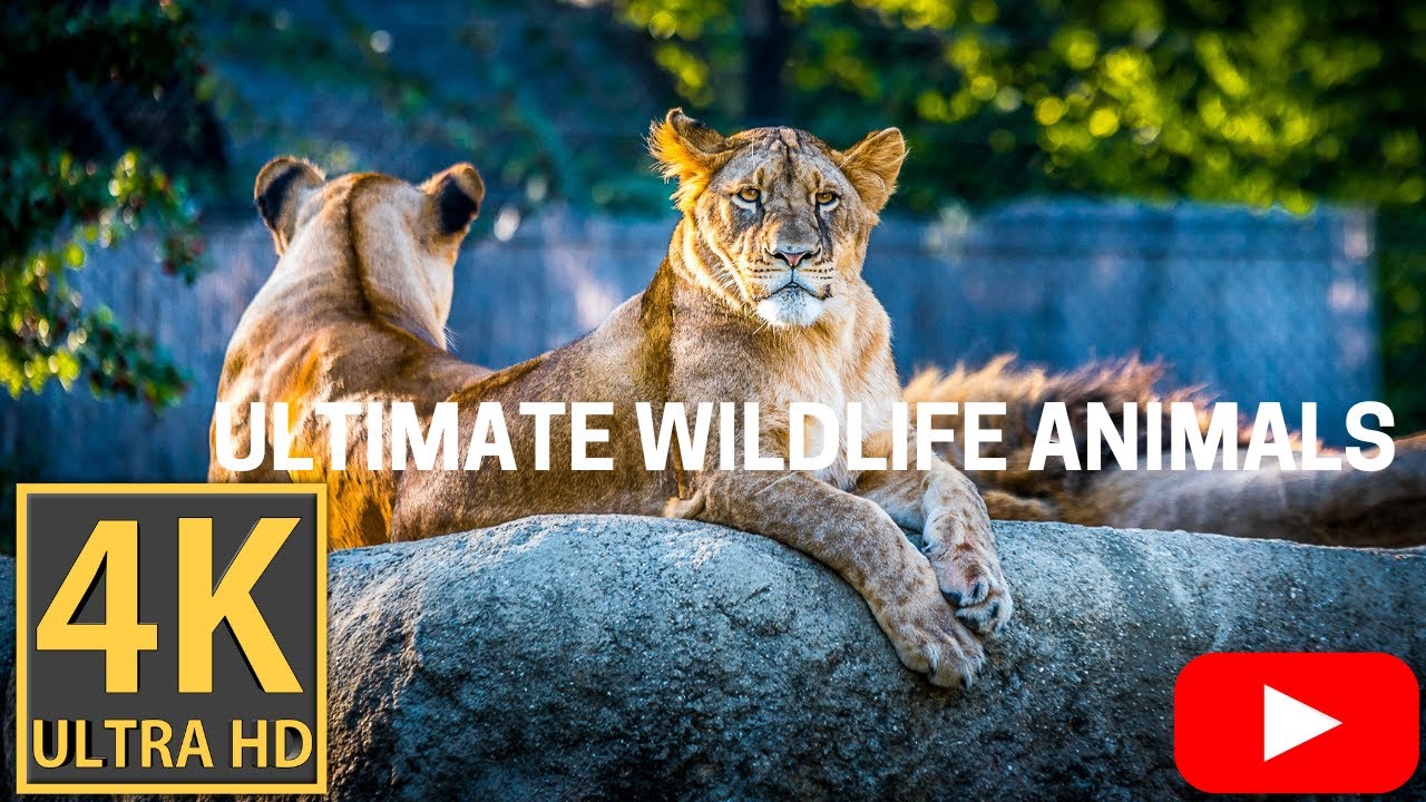 ULTIMATE WILDLIFE ANIMALS COLLECTION AND FUN FACTS IN 4K ULTRA HD|REAL ...