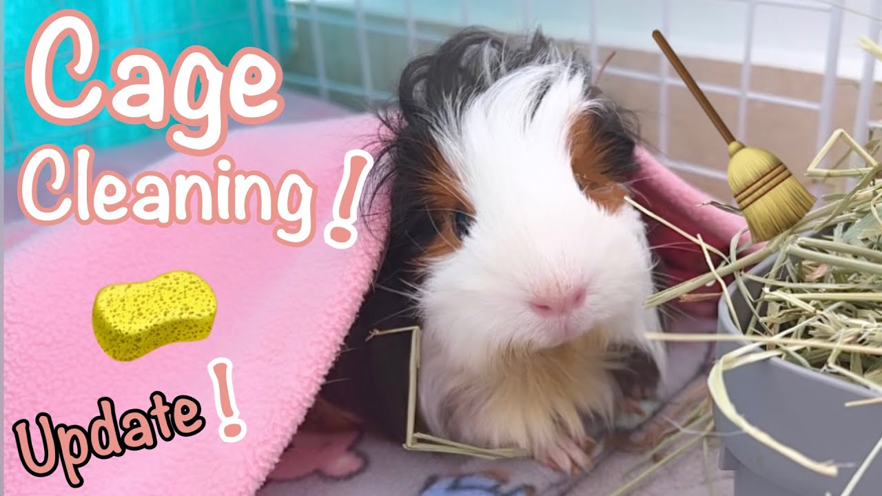 Morning Cage Cleaning Routine! - Guinea Pig - YouTube